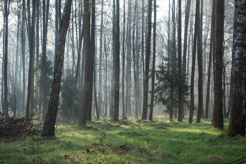 Spring Misty Forest at Dawn, Nature Background Stock Image - Image of ...