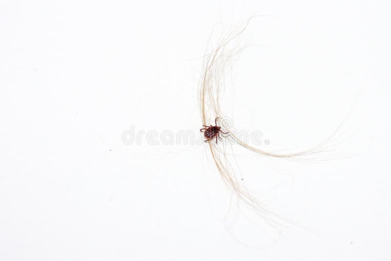 Mite in Spring on a White Background Stock Photo - Image of blood ...
