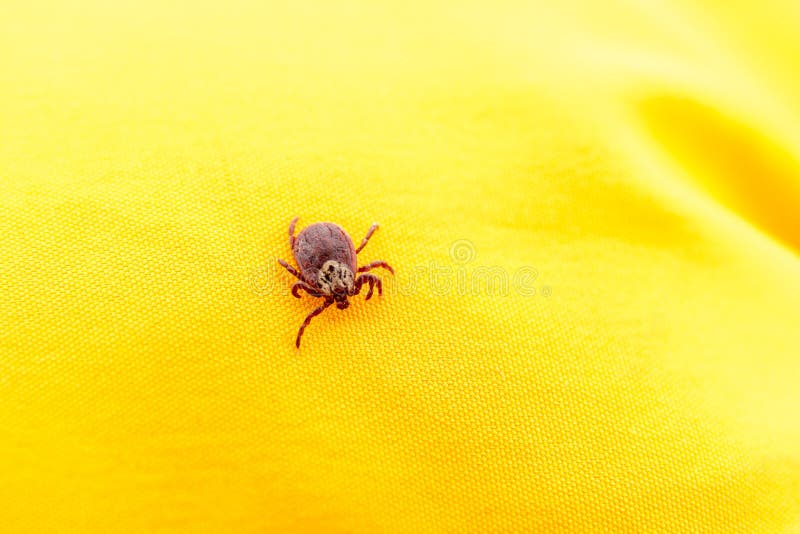 Spring Mite on the Yellow Background. Stock Photo - Image of grass ...