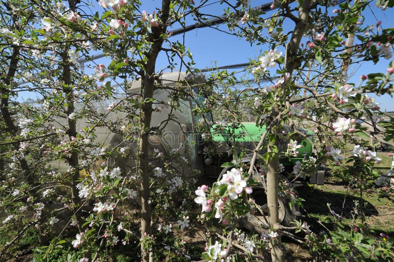 Spring Modern Apple Orchard Stock Image - Image of industries, grow ...