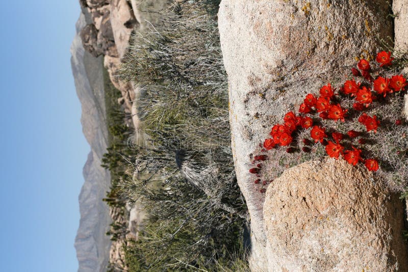 Spring in Mojave Desert stock image. Image of california - 7857561
