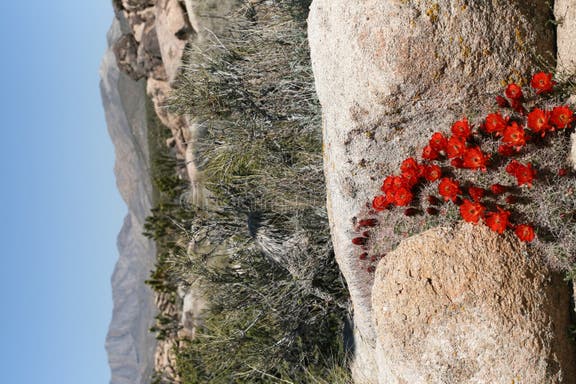Spring in Mojave Desert stock image. Image of california - 7857561