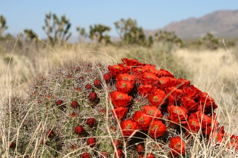 Spring in Mojave Desert stock photo. Image of mohave, cactus - 7857700