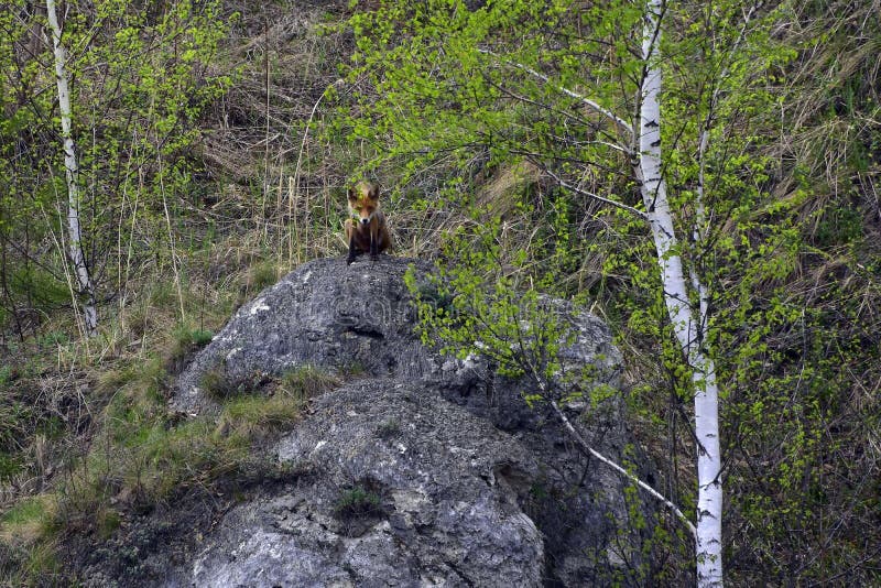 Spring Molting Fox in the Wild Stock Photo - Image of nose, face: 219043072
