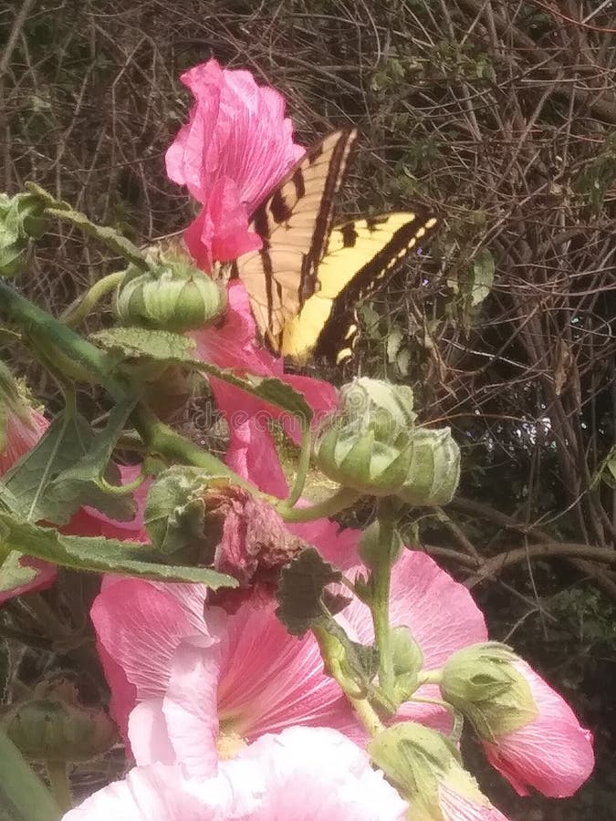 Spring stock photo. Image of holly, flowers, spring - 161763972