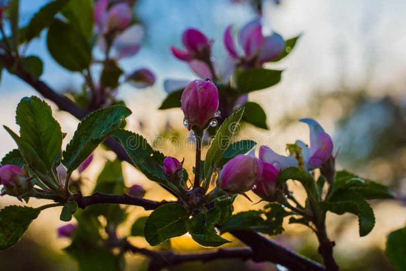 In the Spring Months, Nature Awakens Stock Photo - Image of springtime ...