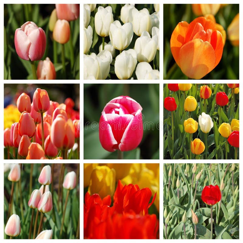 Spring mood stock photo. Image of blossom, green, amazing - 8144334