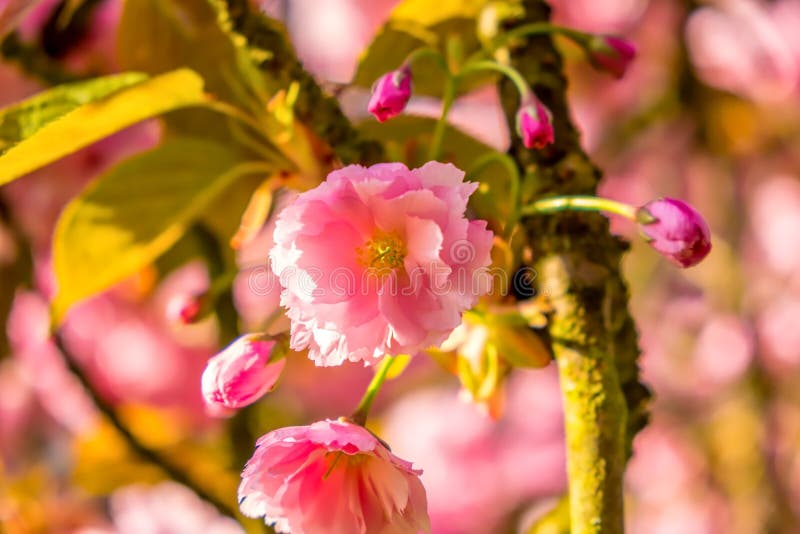 Spring Mood for Wedding with Cherry Flower during Sunrise Stock Image ...