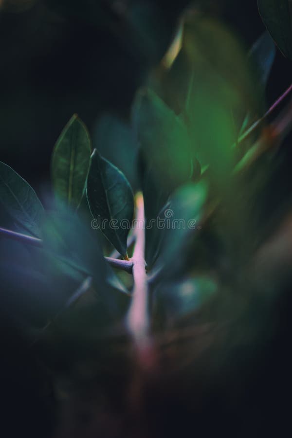 Spring is moody stock photo. Image of wallpapers, moody - 145296492