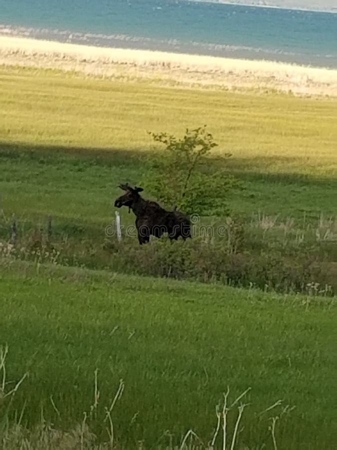 Spring moose stock image. Image of wildlife, bull, moose - 165404707