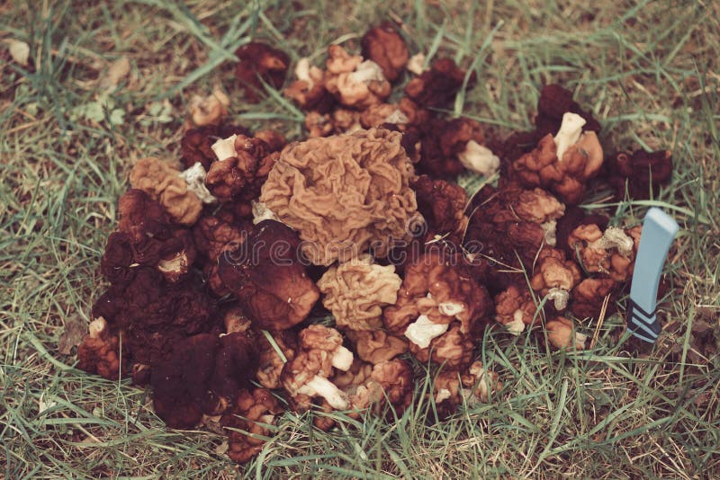 Spring Morel Mushrooms on the Green Lawn Stock Image - Image of food ...