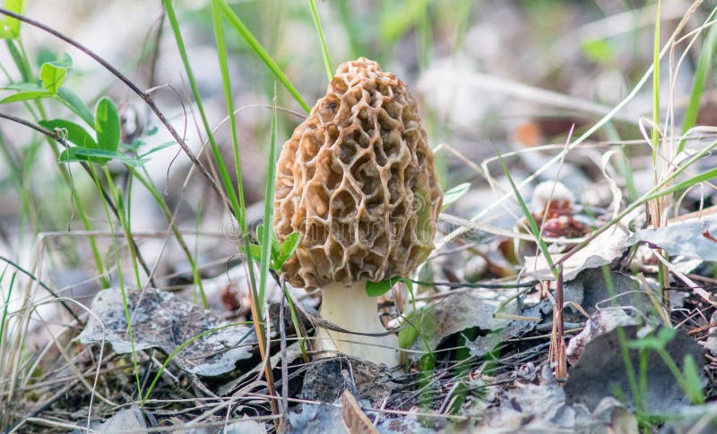 Spring Morel - One of the First Spring Mushrooms Stock Photo - Image of ...