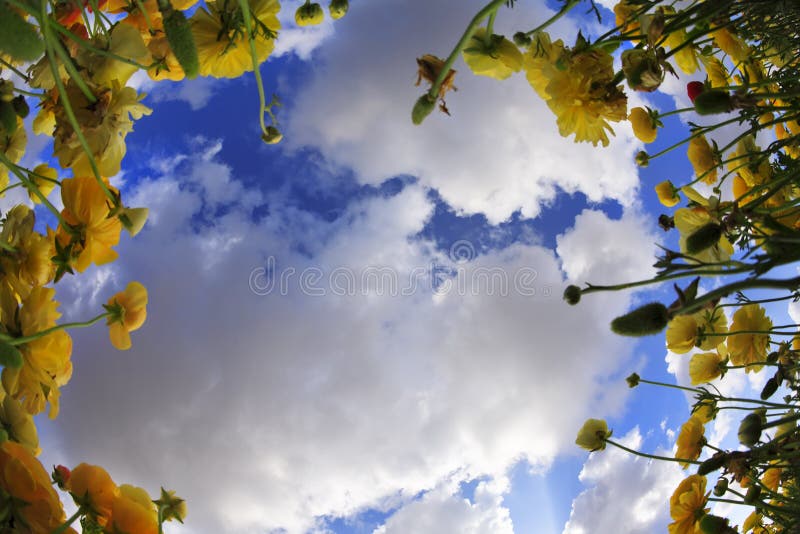 The spring morning stock image. Image of beauty, objective - 18407545