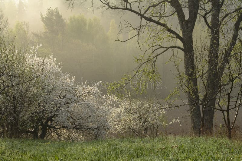 Spring morning stock image. Image of spring, tree, mist - 5913249