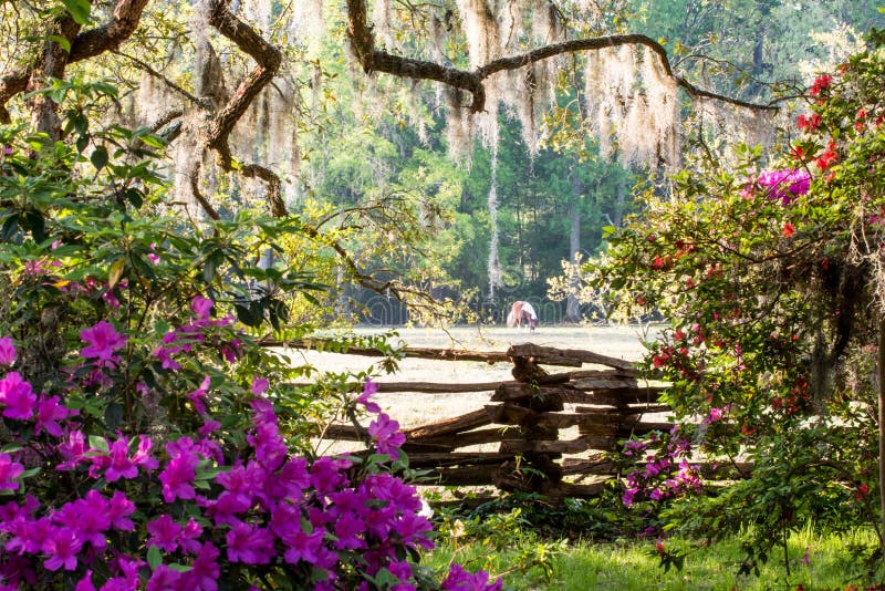 Spring morning stock photo. Image of pony, peaceful, framed - 40141342