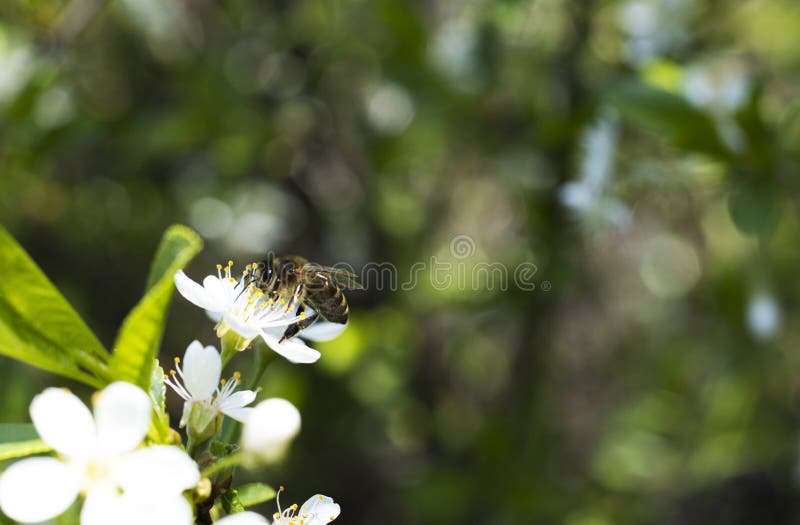 Spring Morning Bee on a White Flower, Close-up, Space for Text Stock ...