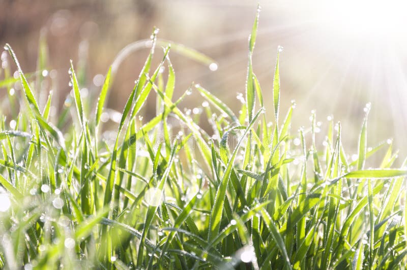 Spring Morning, Dew on Green Grass Stock Image - Image of drops, glade ...