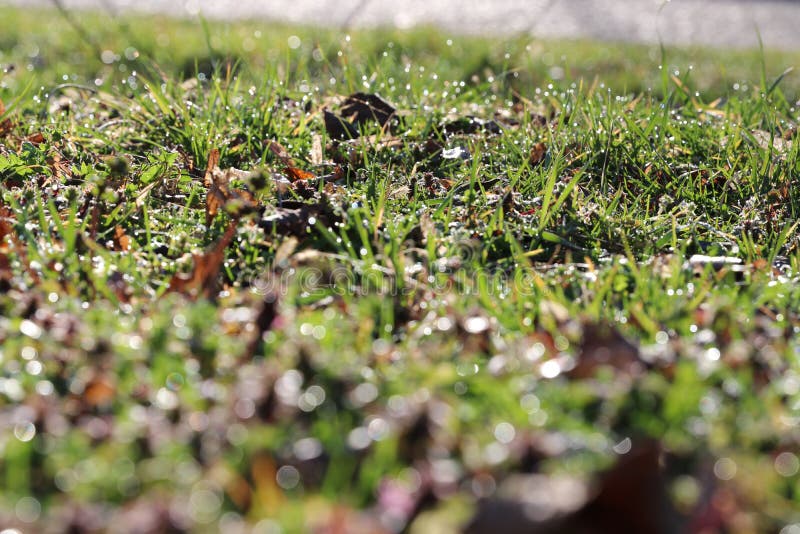 Spring in the Morning Dew, Nature Wakes Up Stock Image - Image of ...