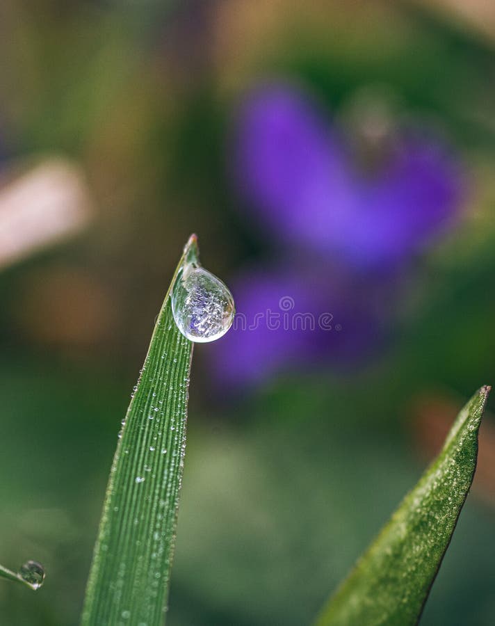Spring morning dew stock image. Image of water, morning - 234952457