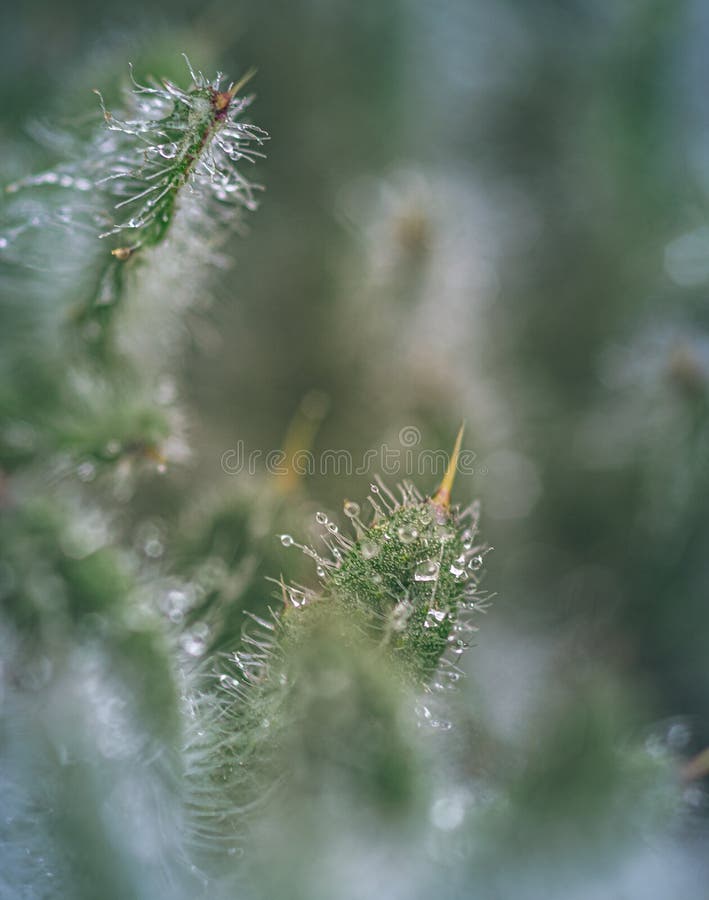 Spring morning dew stock photo. Image of nature, leaf - 234952526