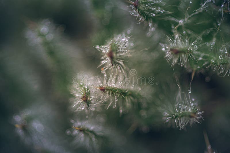 Spring morning dew stock image. Image of leaves, closeup - 234952533