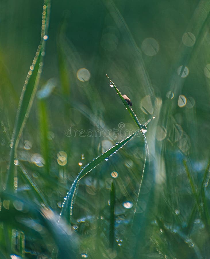 Spring morning dew stock image. Image of leaf, dawn - 234953321