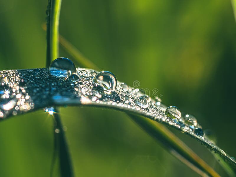 Spring morning dew stock photo. Image of beauty, leaf - 234953426