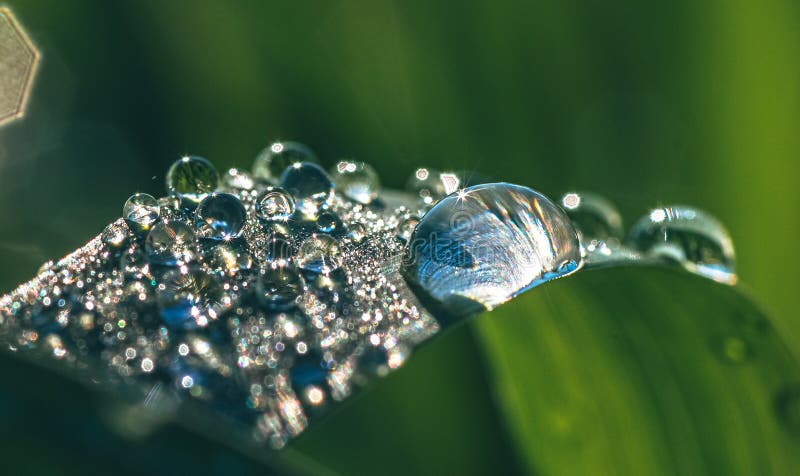 Spring morning dew stock image. Image of sunrize, spring - 234953469