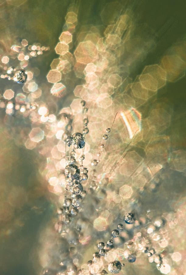 Spring morning dew stock image. Image of grass, closeup - 234954253