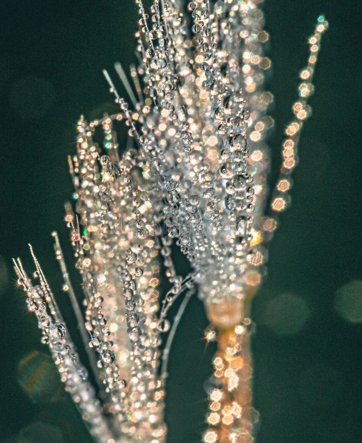 Spring morning dew stock image. Image of green, grass - 234954281