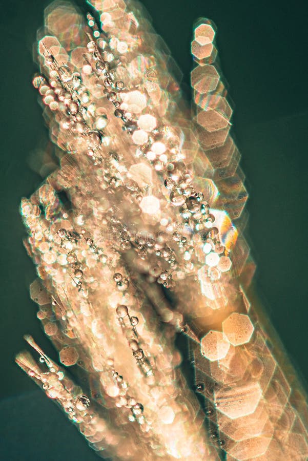 Spring morning dew stock image. Image of spring, beauty - 234954291