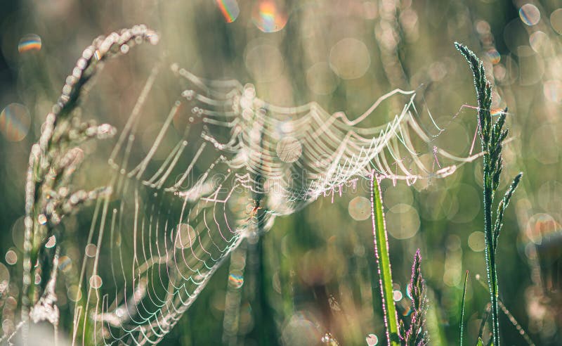 Spring morning dew stock image. Image of morning, spring - 234954323