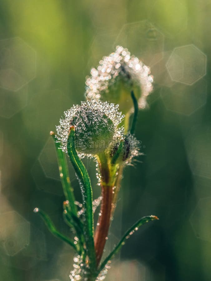 Spring morning dew stock image. Image of water, dawn - 234954331