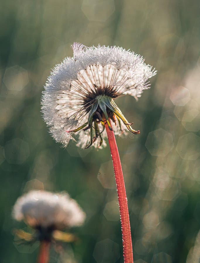 Spring morning dew stock photo. Image of dawn, drop - 234954340