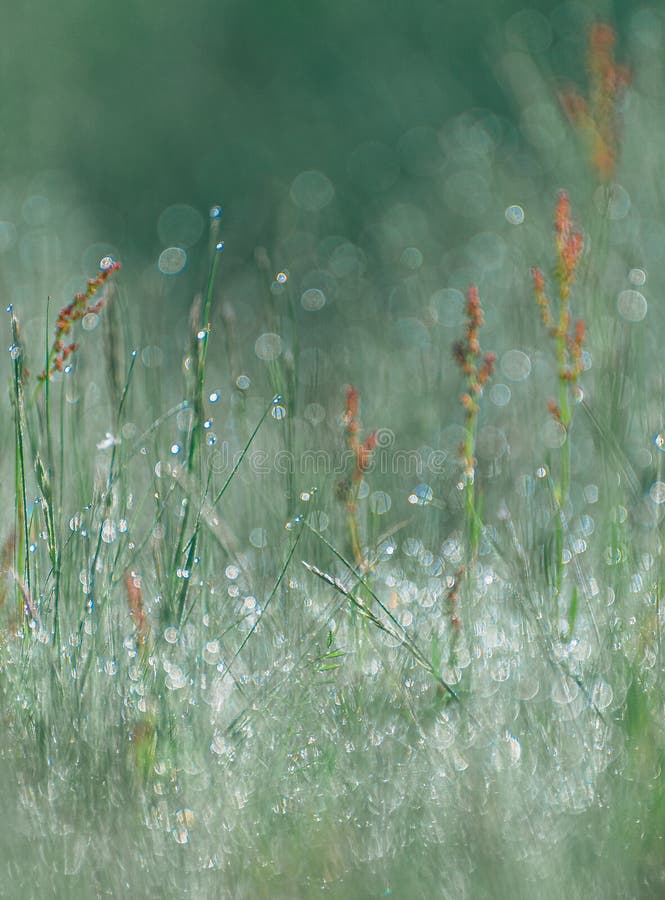 Spring morning dew stock photo. Image of drop, water - 234954382