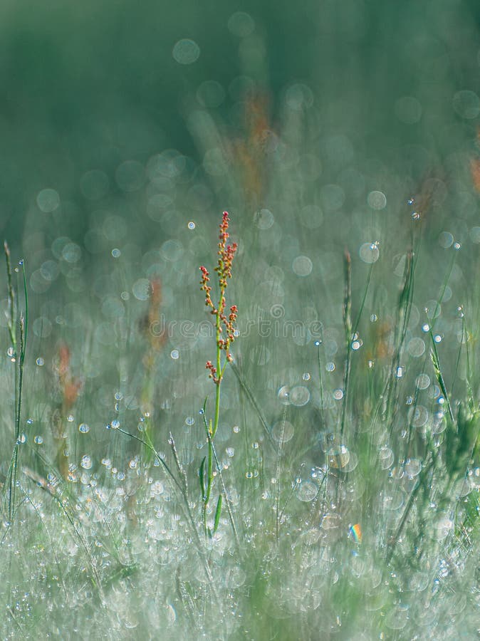 Spring morning dew stock photo. Image of nature, water - 234954392