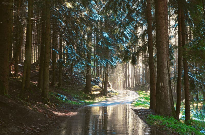 Spring morning stock image. Image of wood, spring, tree - 92669579