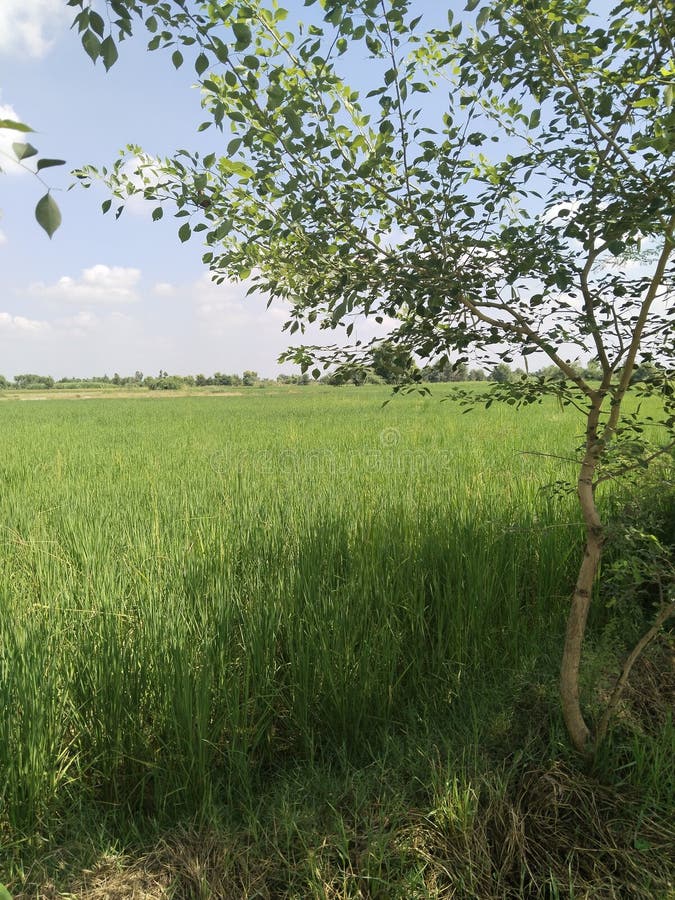 Spring Morning Forest Panoramic Landscape with Flowering Stock Photo ...