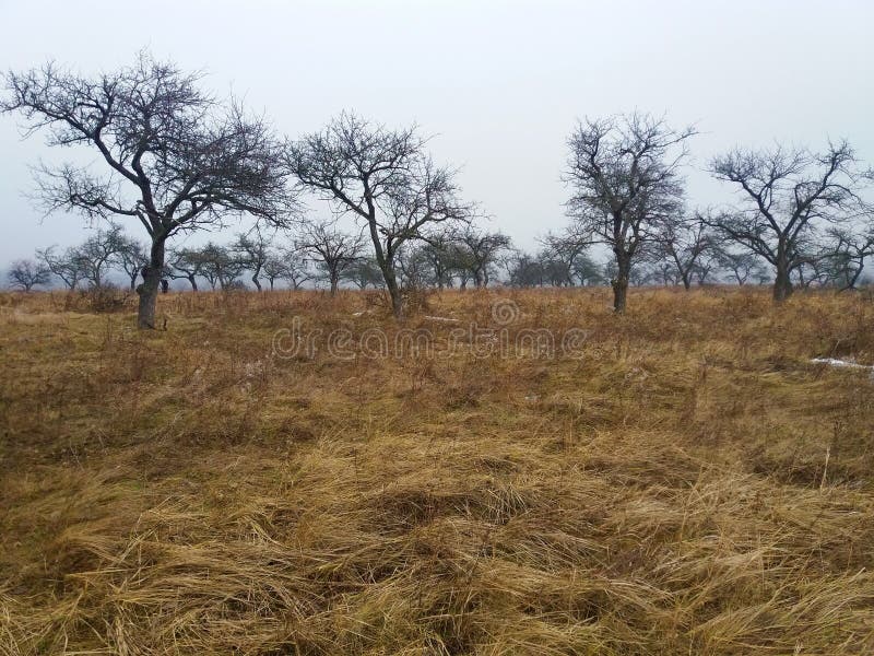 Spring stock image. Image of frost, forest, grassland - 86521431