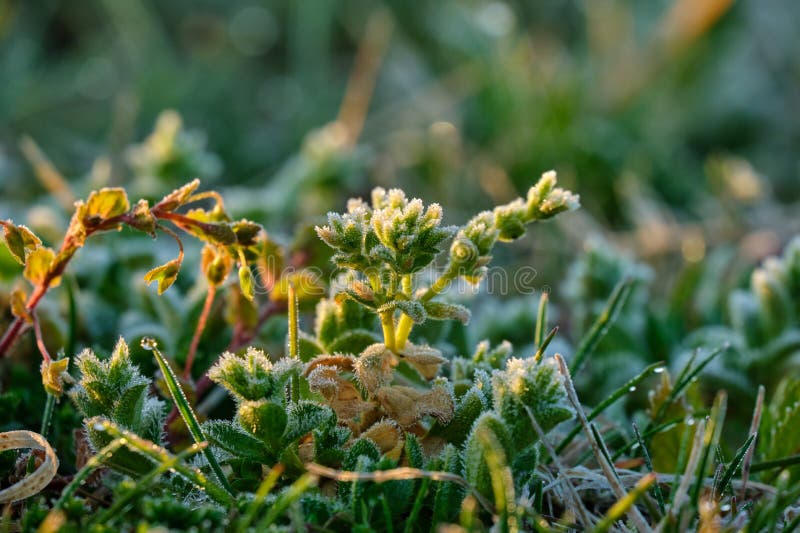 Spring Morning Hoarfrost on Meadow Plants Stock Photo - Image of spring ...
