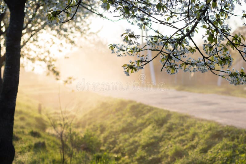 Spring Morning Misty Landscape of Tree Blossom and Dew on Green Stock ...