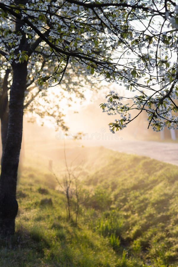 Spring Morning Misty Landscape of Tree Blossom and Dew on Green Stock ...
