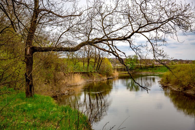 Tree over river in forest stock photo. Image of green - 25552330