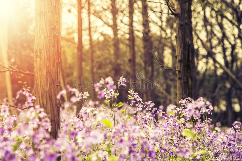 Spring stock photo. Image of wild, spring, outside, picnic - 59285720