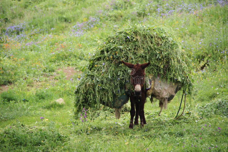 Spring in Morocco stock image. Image of sprouts, morocco - 211779595