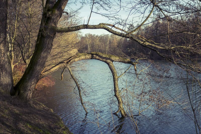 Spring in Moscow, Russia. Kuzminki Forest Park Stock Photo - Image of ...