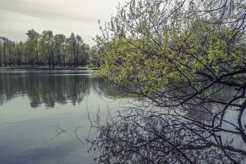 Spring in Moscow, Russia stock photo. Image of groves - 91888444