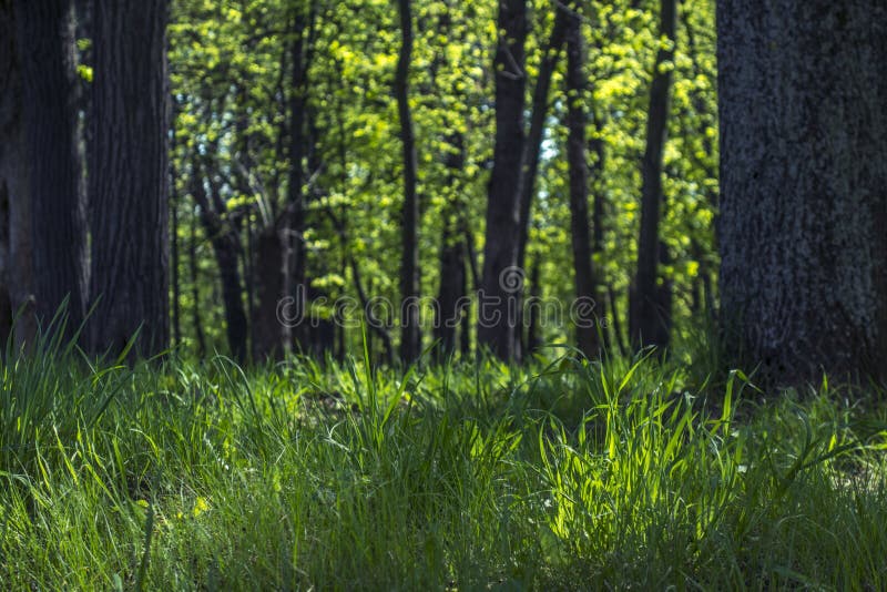 Spring in Moscow, Russia stock photo. Image of returns - 96972066