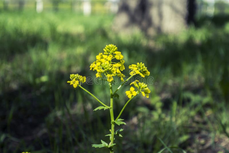 Spring in Moscow, Russia. Golosov Ravine Stock Image - Image of forests ...