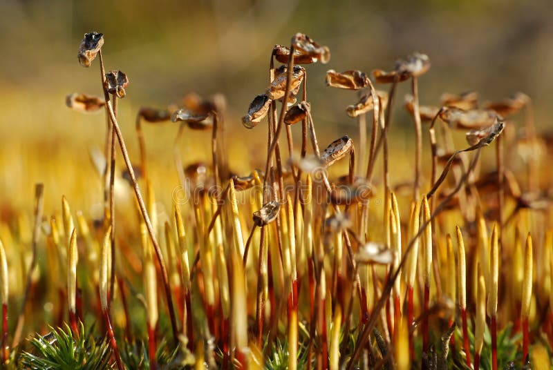 Spring moss stock image. Image of macrophotography, fleece - 13204083